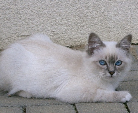 Blue Point Katzen | Lena Achen